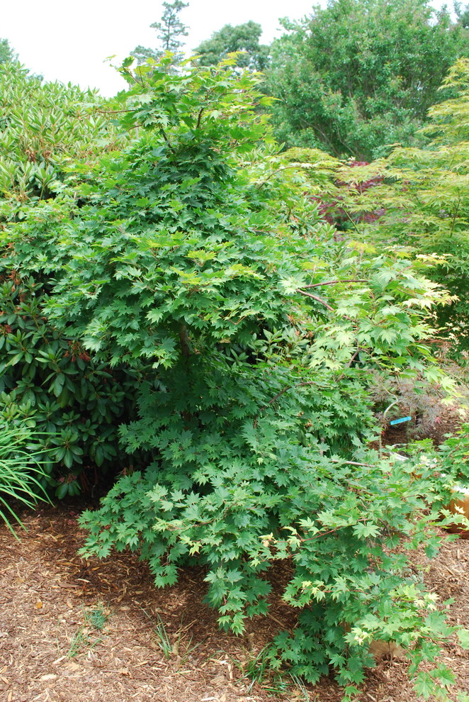 Acer seiboldianum 'Seki-no-kegon' - Landscape - Charlotte - by Jay ...