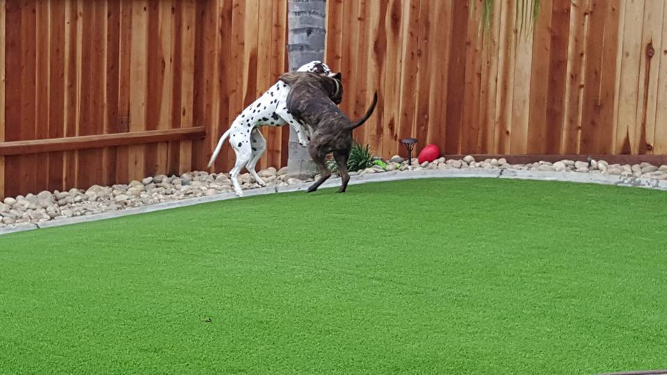 How to Create a Stylish Dog-Friendly Backyard in the City