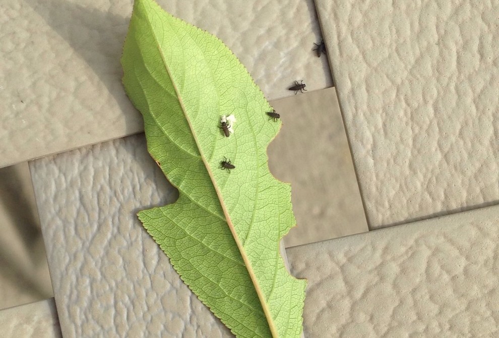 Need help identifying this pest & what else may be eating my plum tree