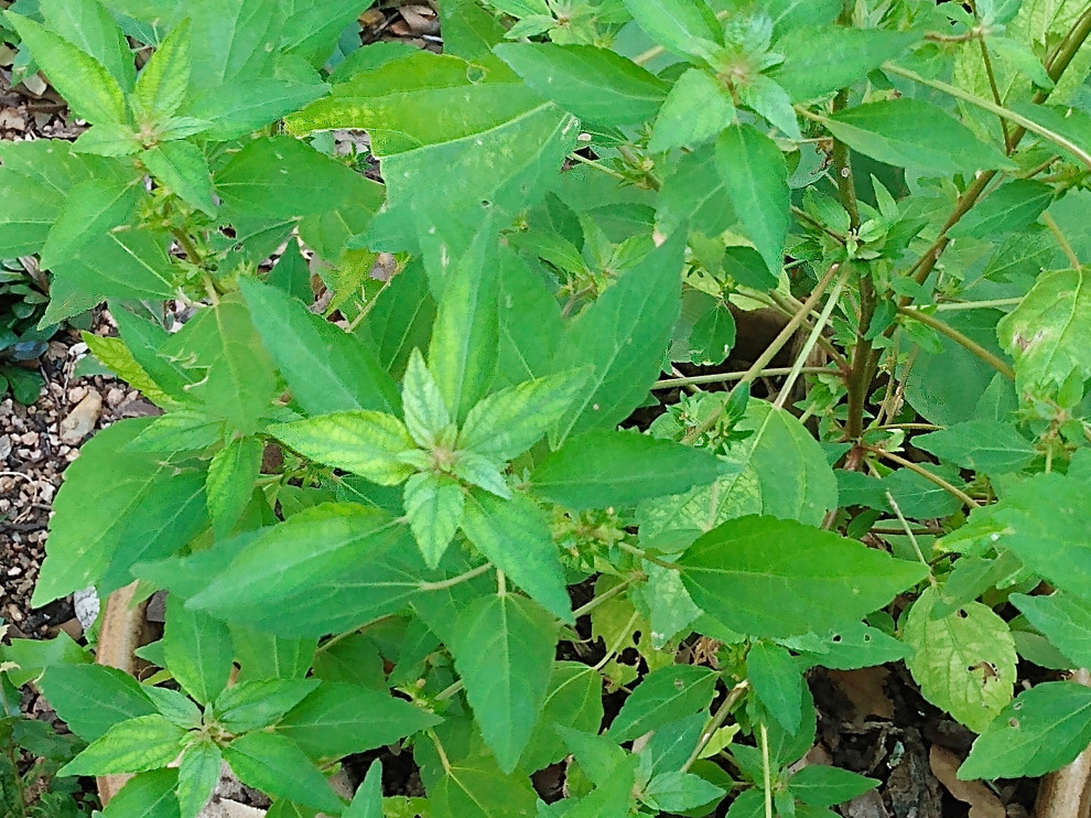 Invasive weed ID?