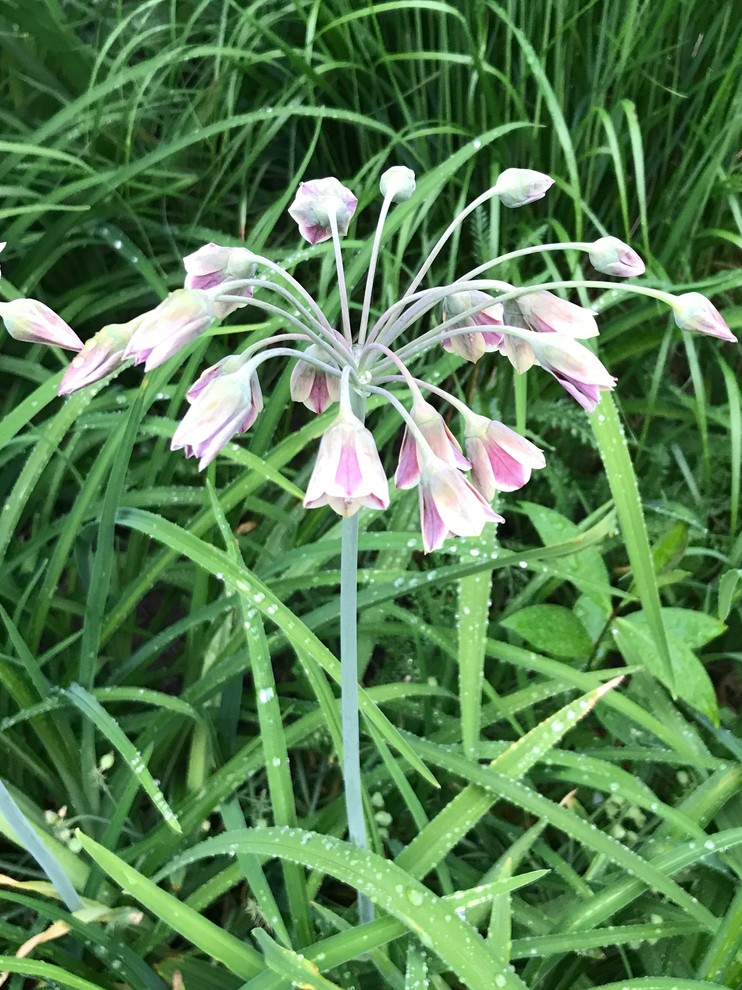What is this beautiful bulb flower?