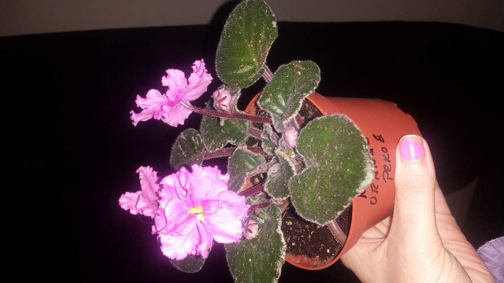 Orange Pekoe, true color?