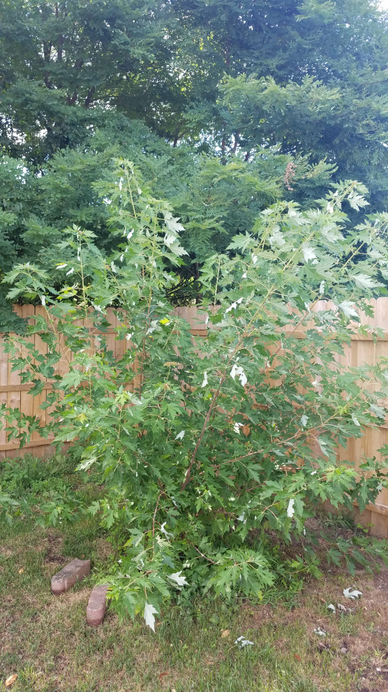 One trunk, too many branches, how to make tree grow taller, not wider ...