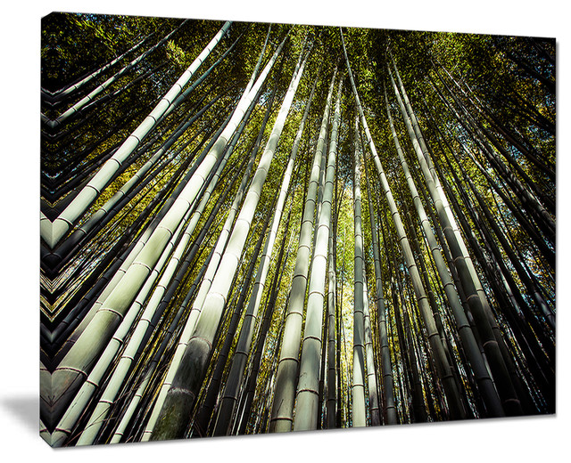 "Long Bamboos in Bamboo Forest" Forest Canvas Wall Art Print, 20"x12 ...