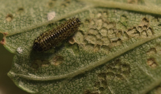 Bugs eating my trees!