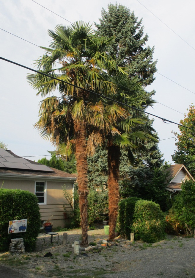 20 foot tall fan palm growing in the Pacific Northwest