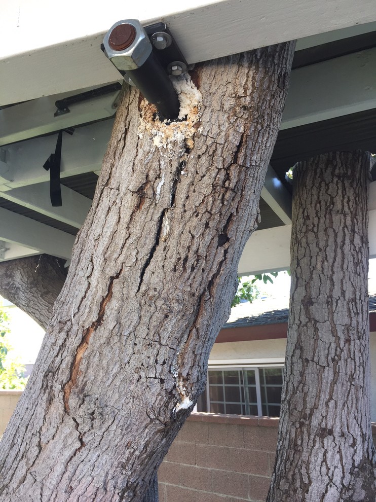 Sick avocado tree - need to save the tree and kids' treehouse!