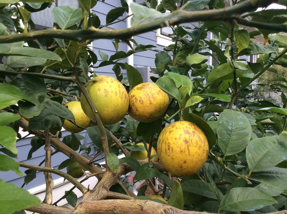 Meyer Lemon Discolored Fruit
