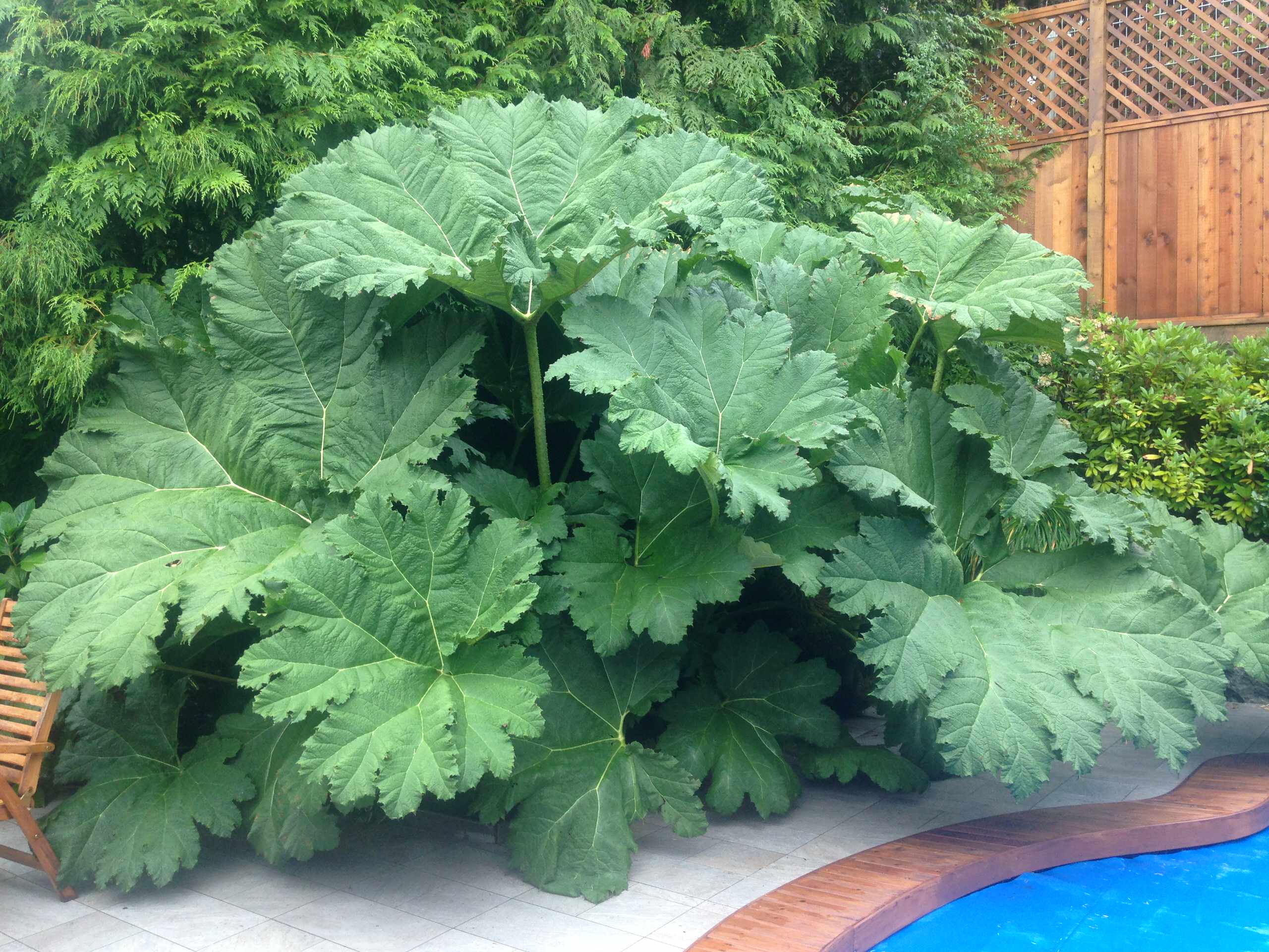 Garden Design: How to Create a Lush, Jungle-style Haven | Houzz IE