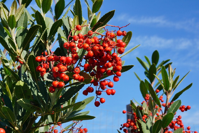 10 Beautiful Native Plants to Enliven Winter Gardens