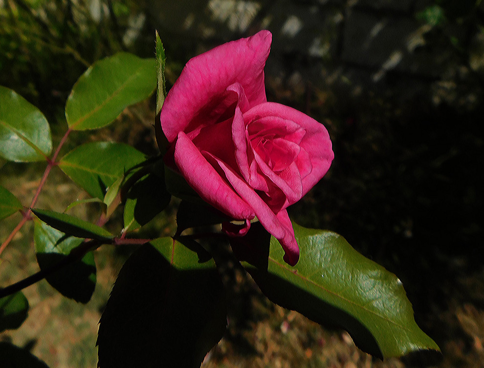 The Beauty of 'Lady Ann Kidwell'