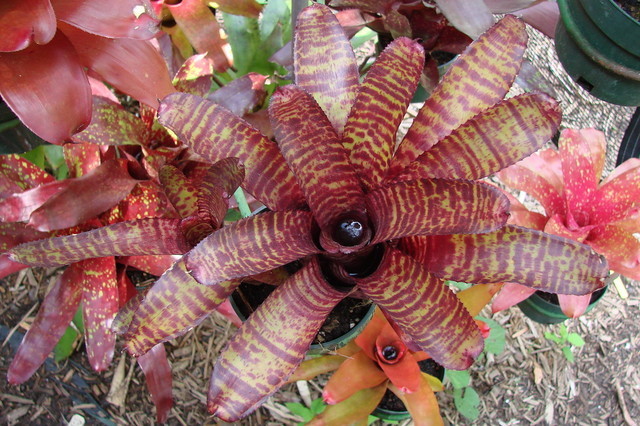 A nice banded Neo. hybrid