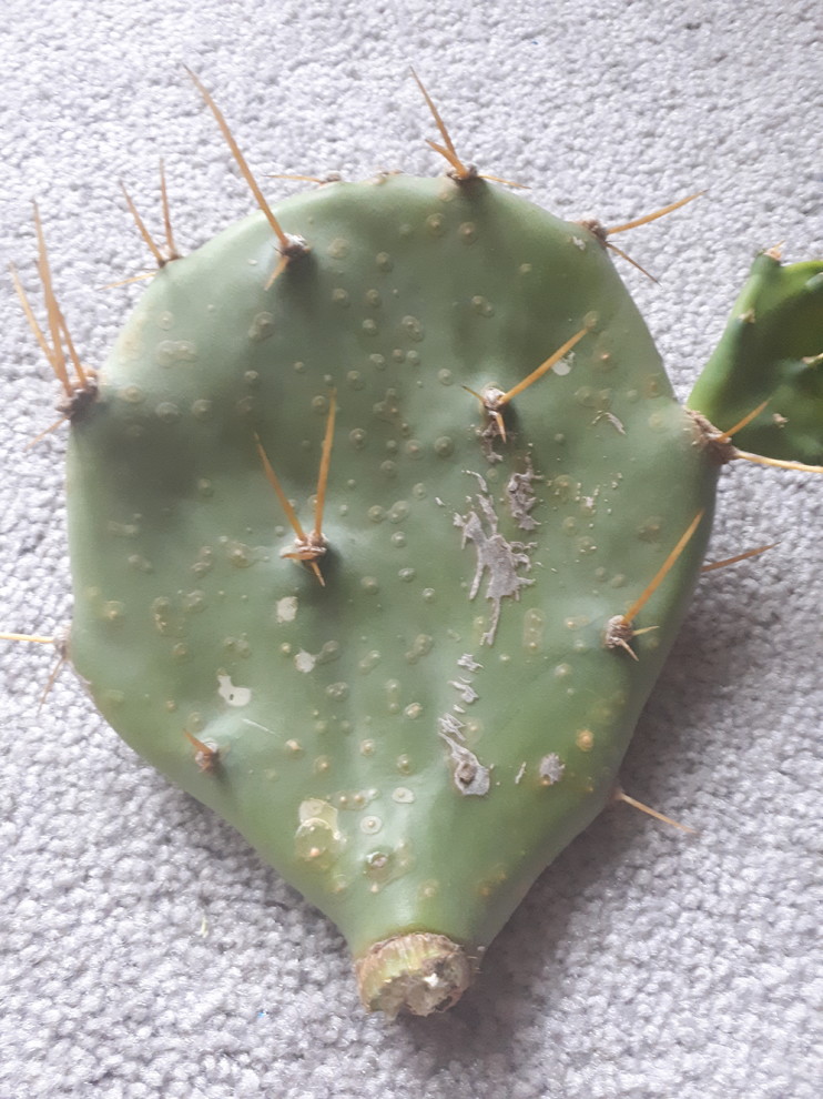 What's wrong with this Prickly Pear Pad/cutting?