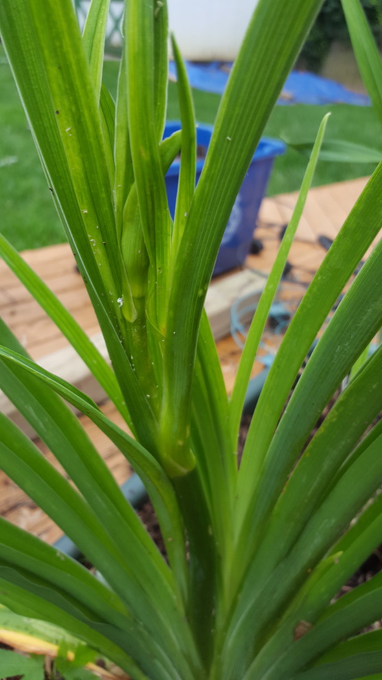 What Are Those Tiny White Dots And How Do I Treat Them what-are-those-tiny-white-dots-and-how-do-i-treat-them