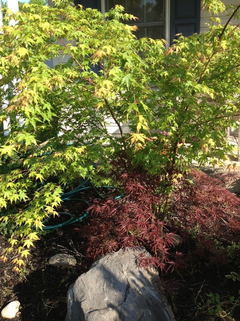 Japanese Maple seems to be two varieties in one! | Houzz Forum