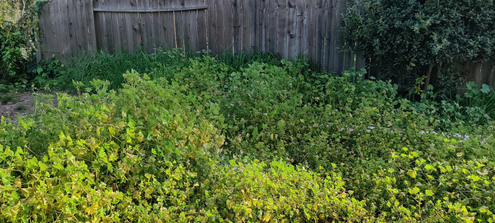 How to deal with overgrown backyard?
