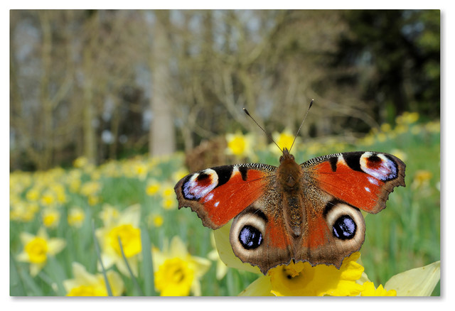 "Red Butterfly" by Robert Harding Picture Library, Canvas Art, 16"x24 ...