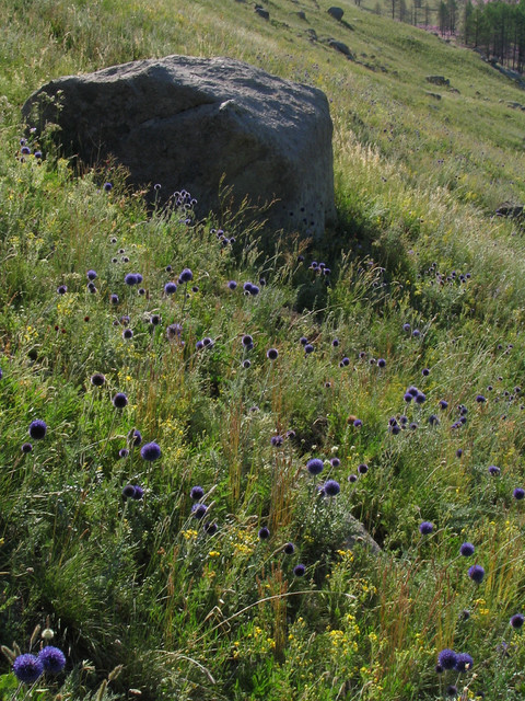 Let Nature Inspire Your Landscape: Grasslands to Garden