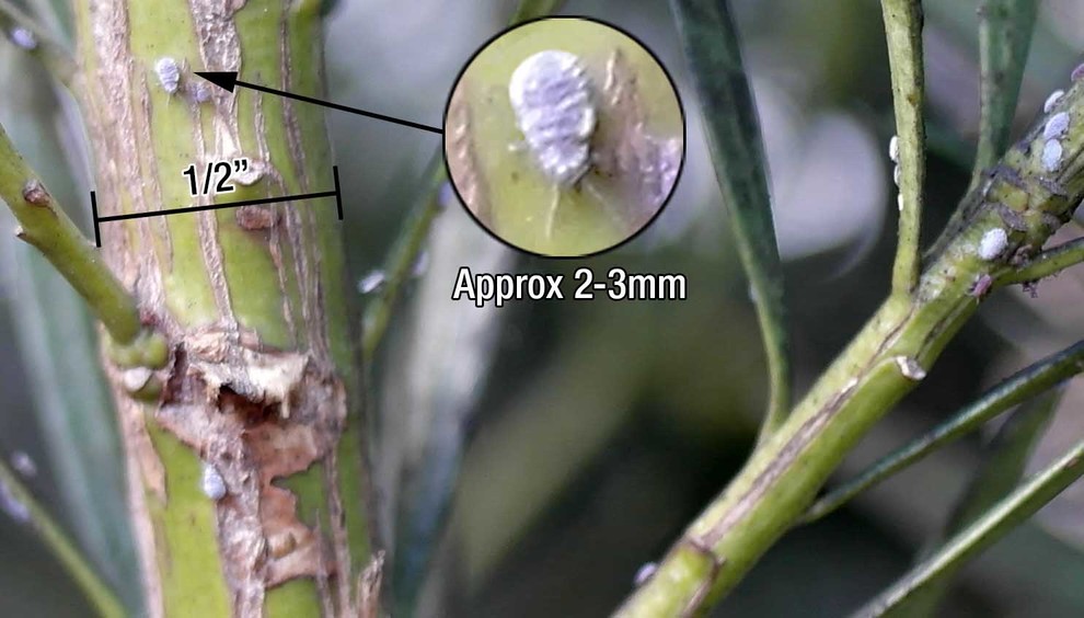 Tiny white-ish bugs on Podocarpus in Southern Florida