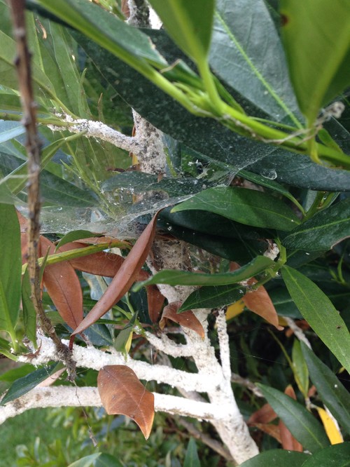 Help! Azaleas and Rhododendrons dying from white fungus!