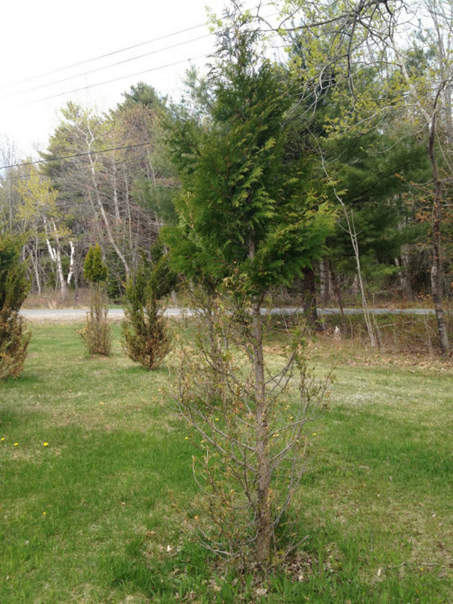 Conifers in trouble in Maine (pics)