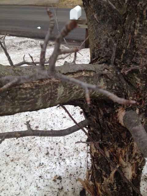 Apple tree bark splitting & shredding?!