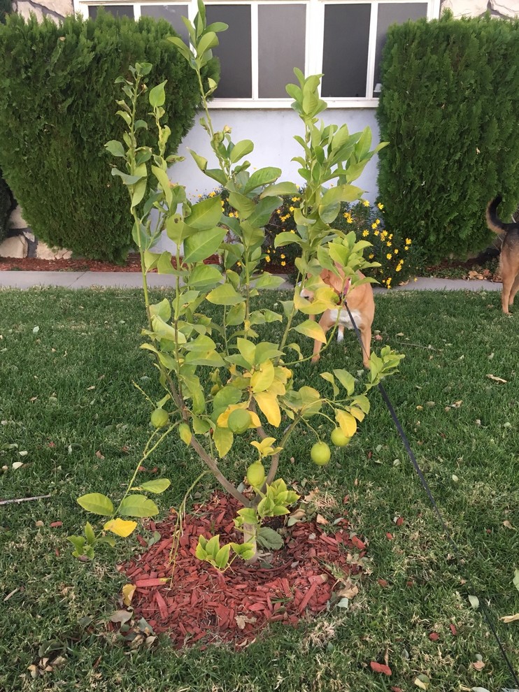 Lemon Tree's Leaves Yellowing and Wilting