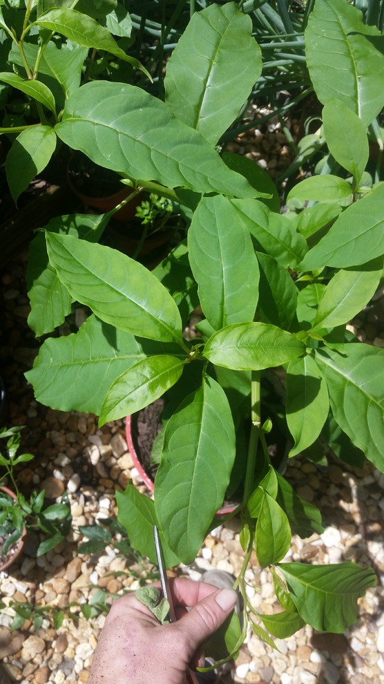 Plant ID