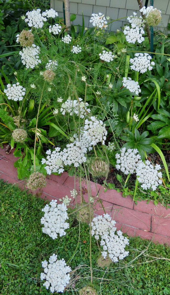 OT - Suddenly appearing weed - Queen Anne's Lace?