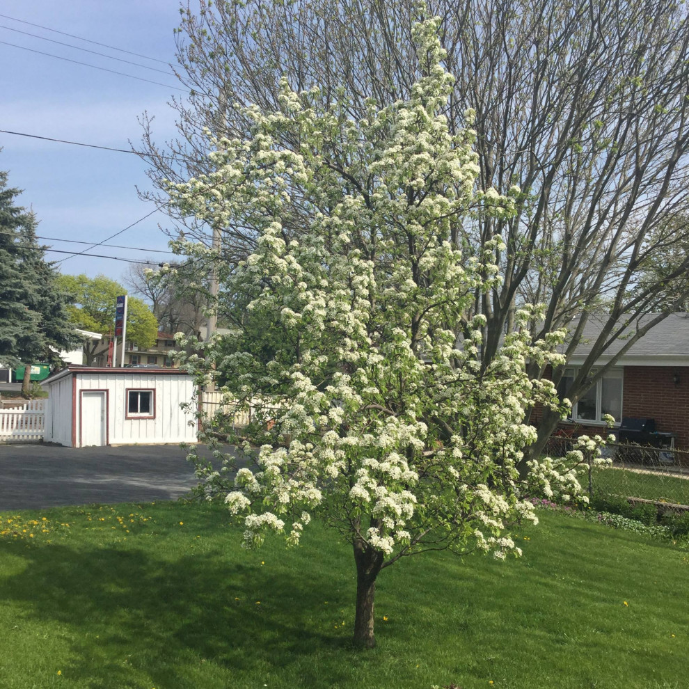 Pear tree identification