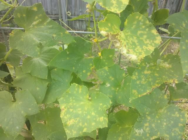 Cucumber etc problem