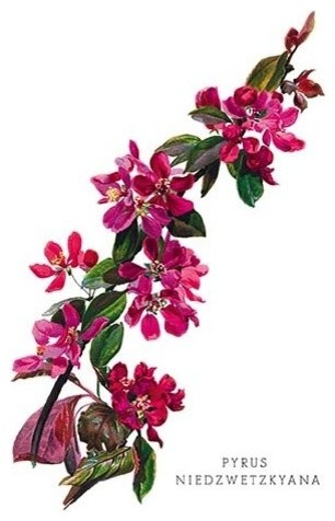 Pyrus Niedzwetzkyana, 20" x 30" - Traditional - Prints And Posters - by ...