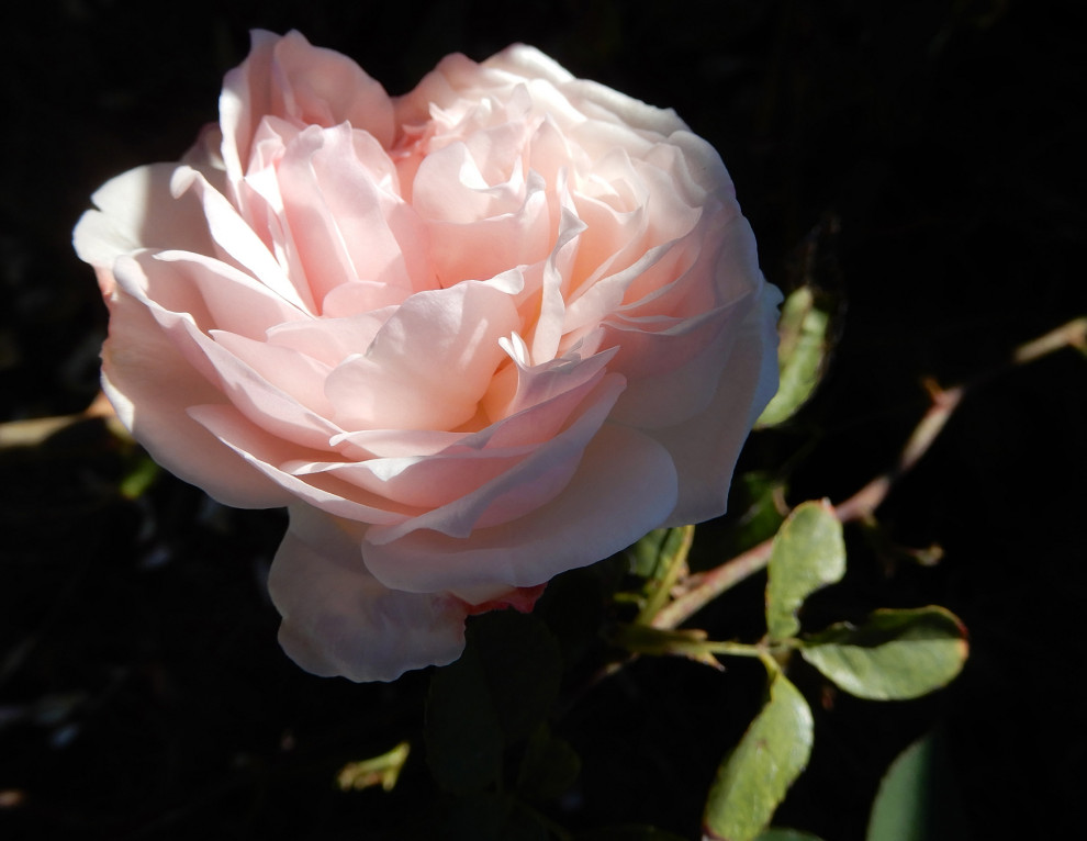 'Mlle. de Sombreuil' dressed in pink, for Spring | Houzz Forum