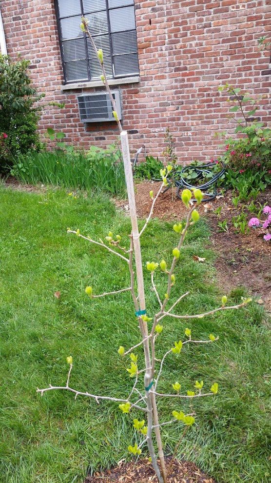 planted Tupelo Tower blackgum tree