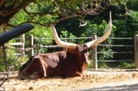 THERESE.CHEN - Project Photos & Reviews - houston, US | Houzz