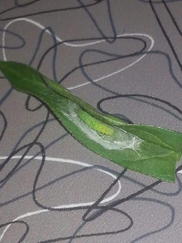 Help Identifying caterpillar & egg?