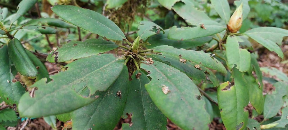 Notches in Rhody leaves