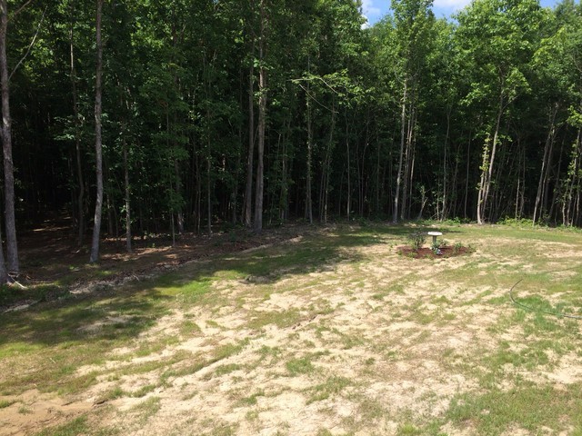 Plant ideas to line wooded area? | Houzz Forum