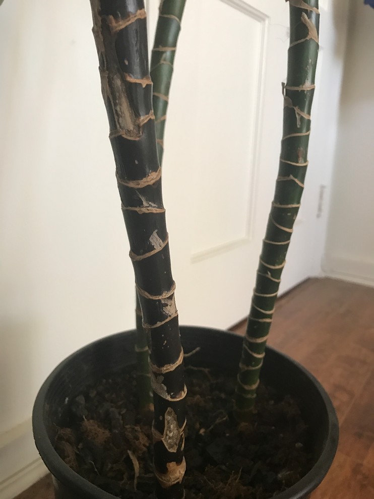 Dracaena trunk/stalk turning black