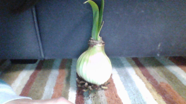 How To Core A Flower Bulb