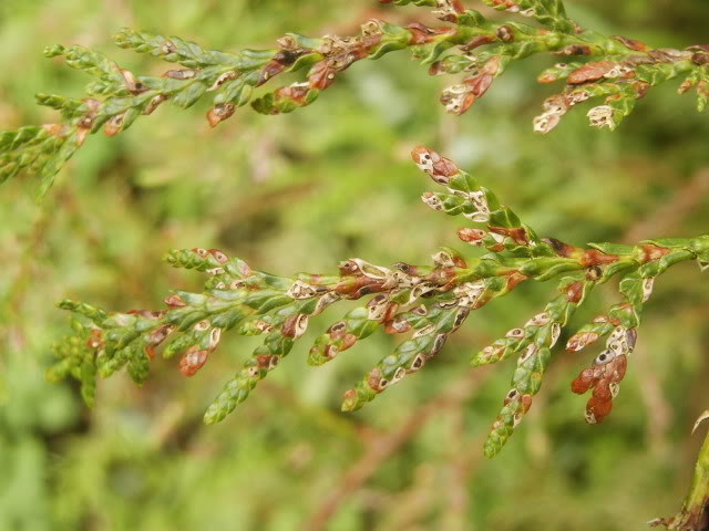 Thuja Plicata and Keithia blight