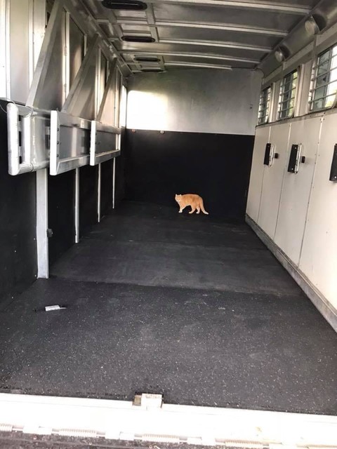 Horse Stall Mats 12x12 Kit Garden Shed and Building Minneapolis by Greatmats Houzz IE