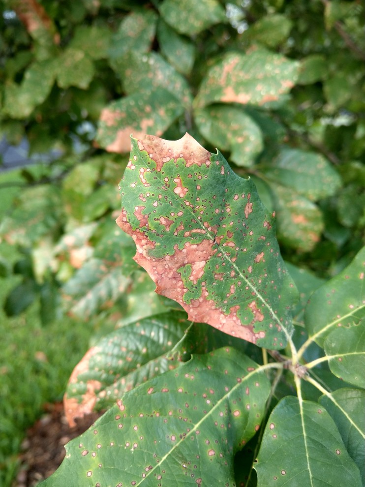 Help w/ Blight on Oak and Sycamore