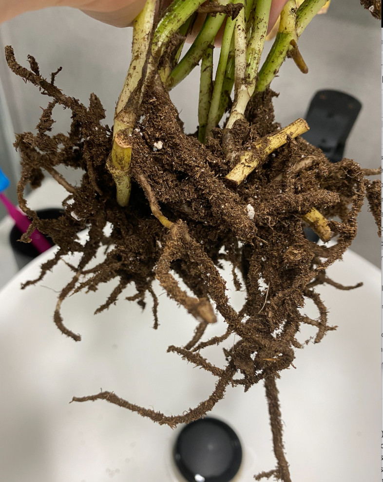 Pothos Help! How to identify root rot?