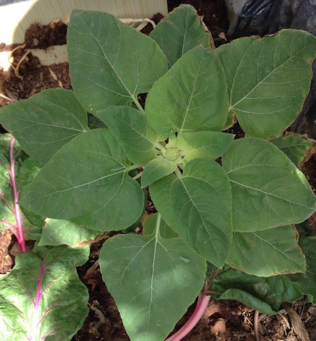 What is this vegetable?