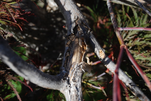 Japanese Maple Bark Peeling