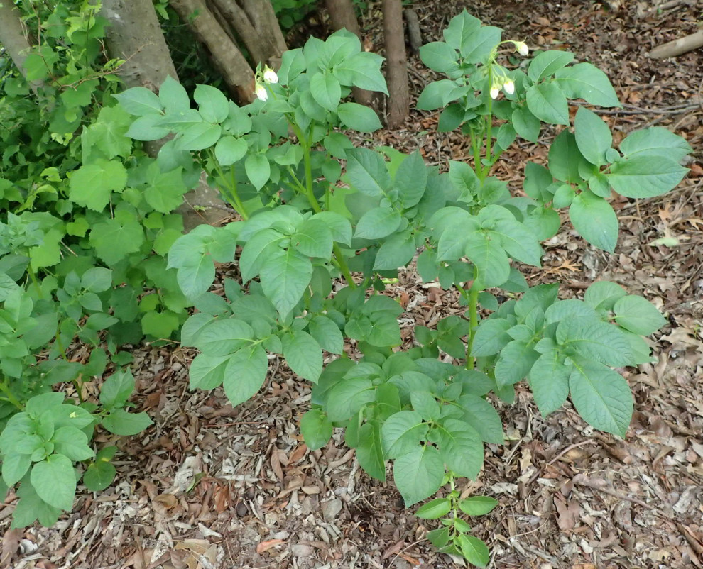 Drooping White Flowers?