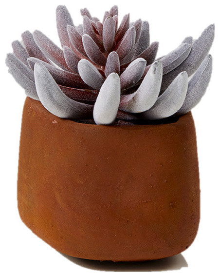 Mini Senecio Succulent - Contemporary - Artificial Plants And Trees ...