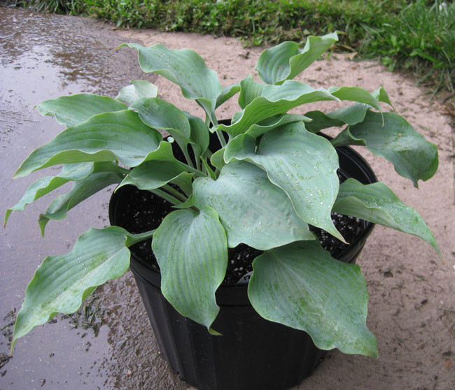 Hosta Flemish Sky from Hallson's | Houzz Forum