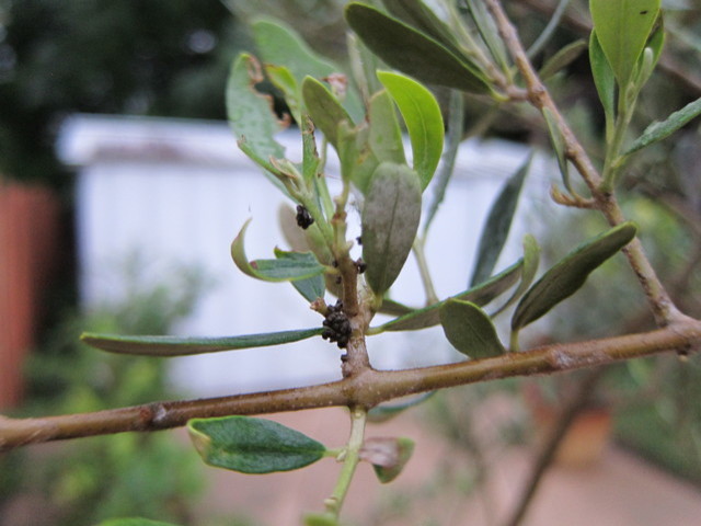 Bug ID - Olive Tree Being Eaten
